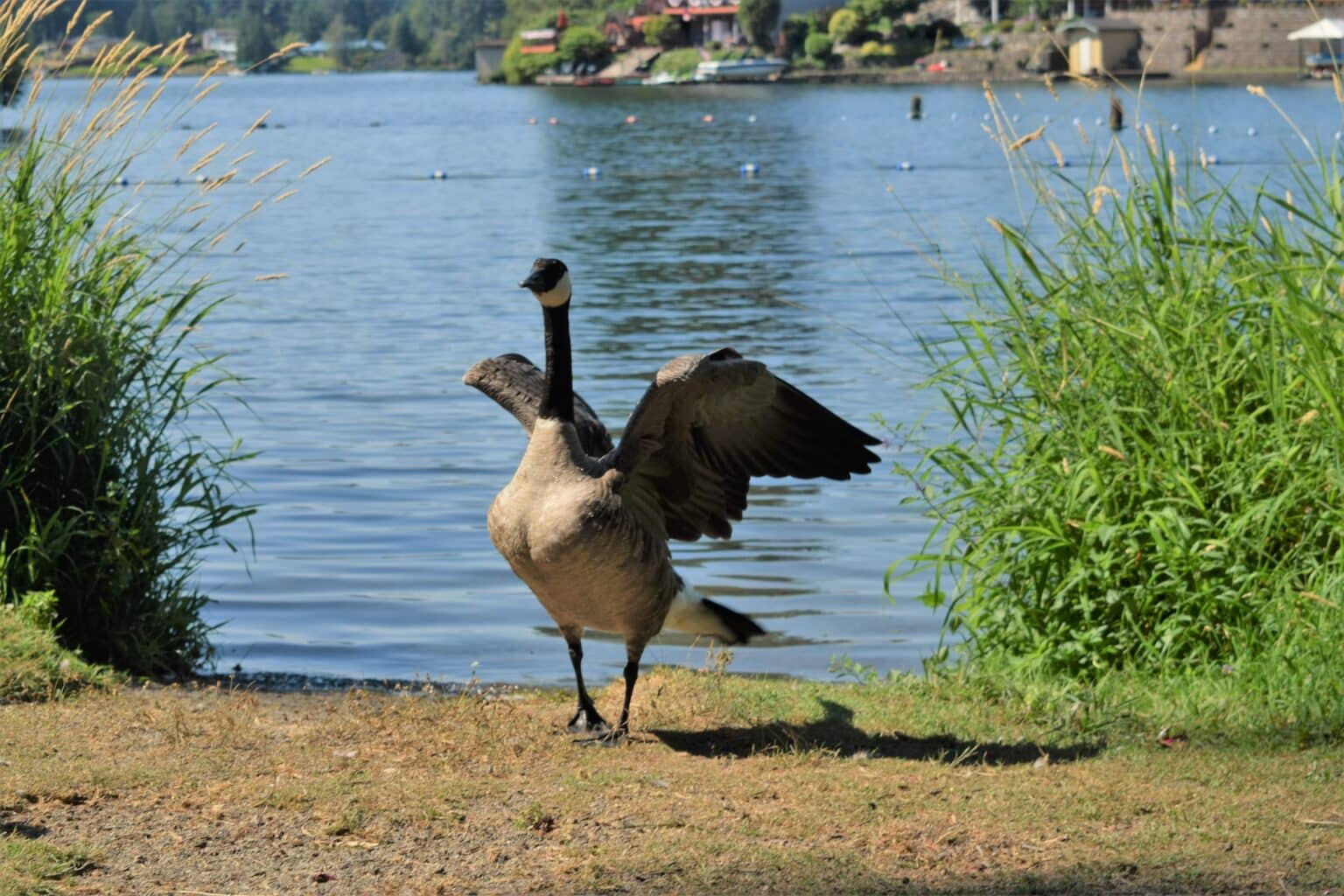 Find the Best Beach in Mont Tremblant | Chasing Poutine
