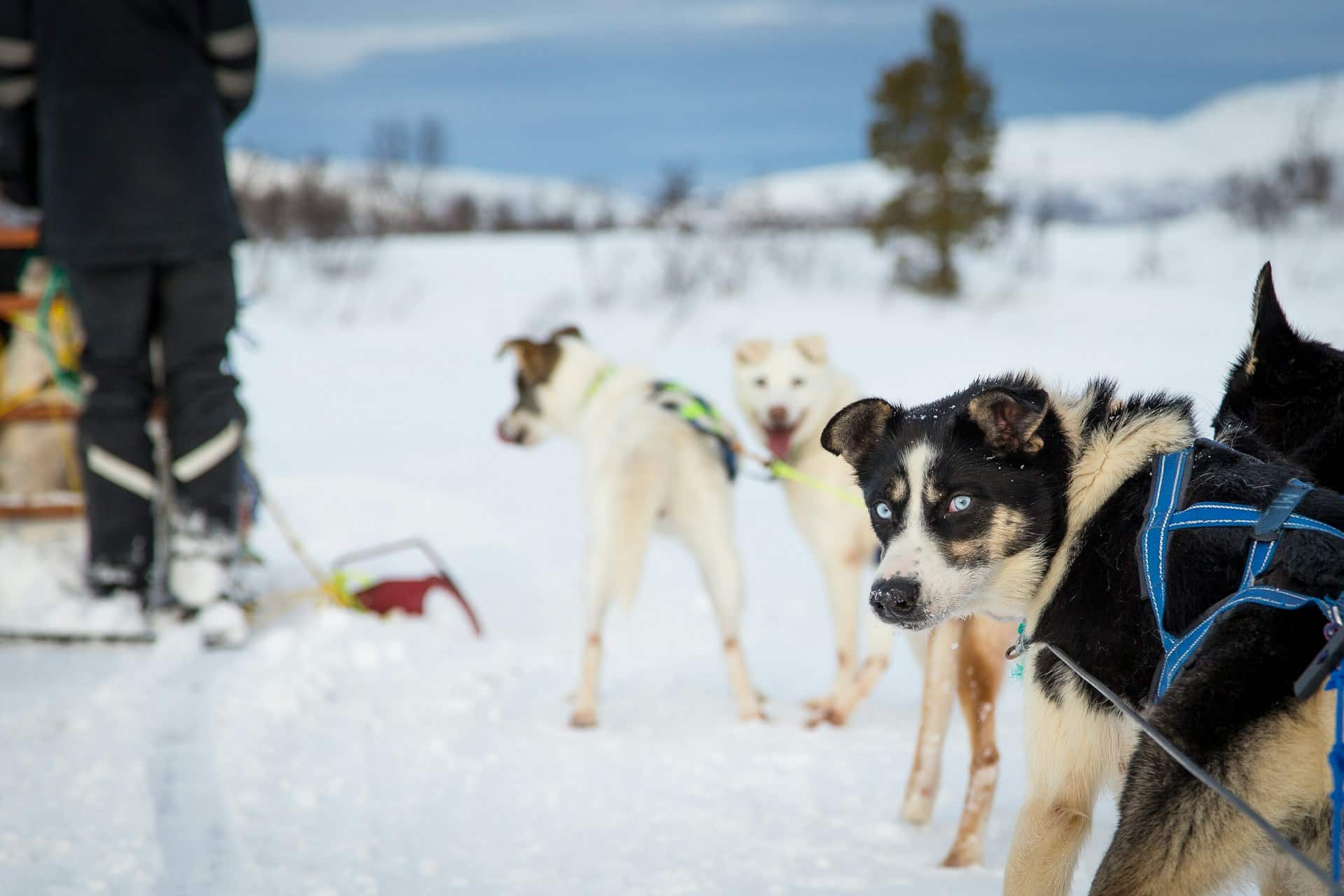 Best Dog Sledding in Quebec: Places to Try This Winter | Chasing Poutine