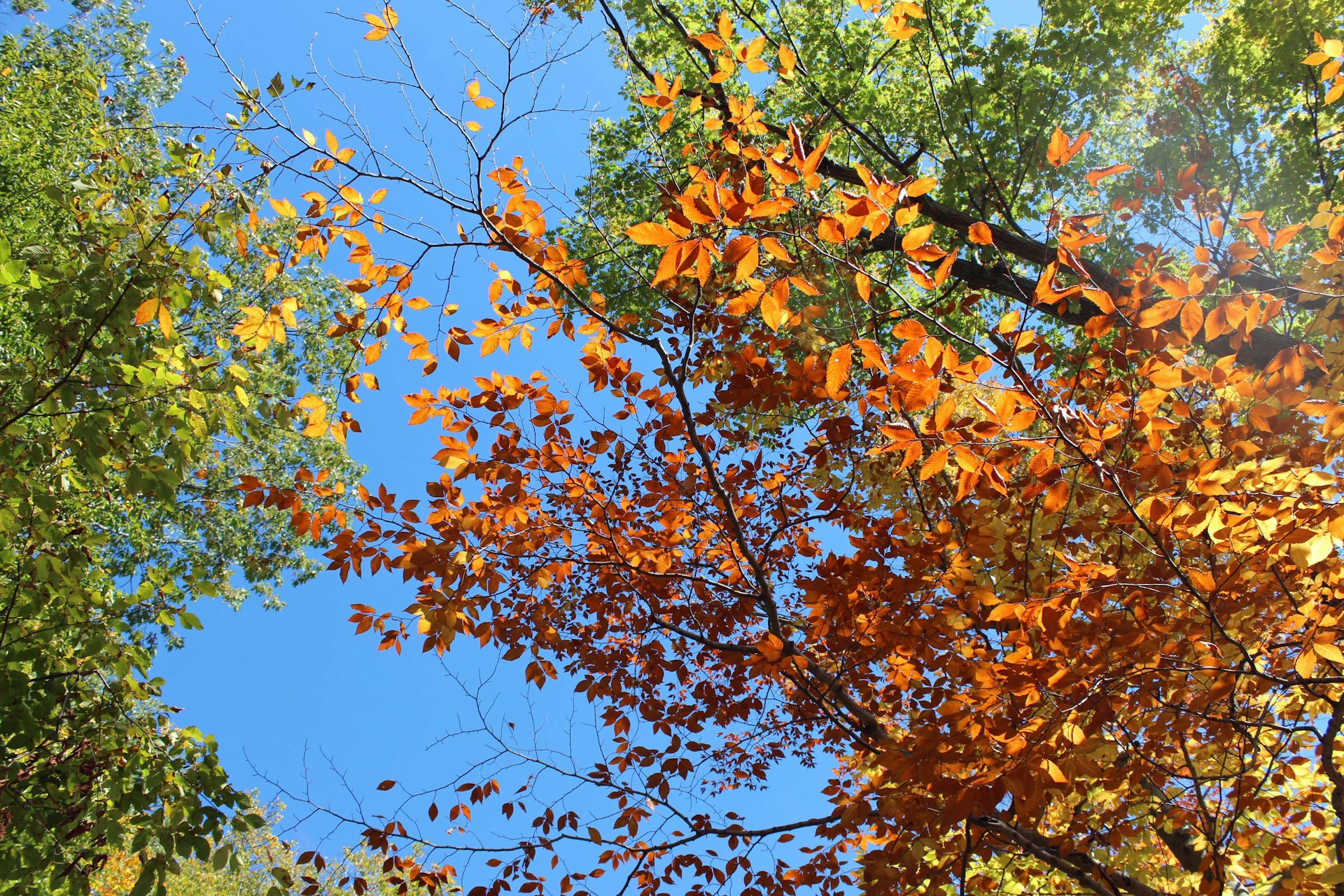 5 Best Places to See Fall Colours in Montreal | Chasing Poutine