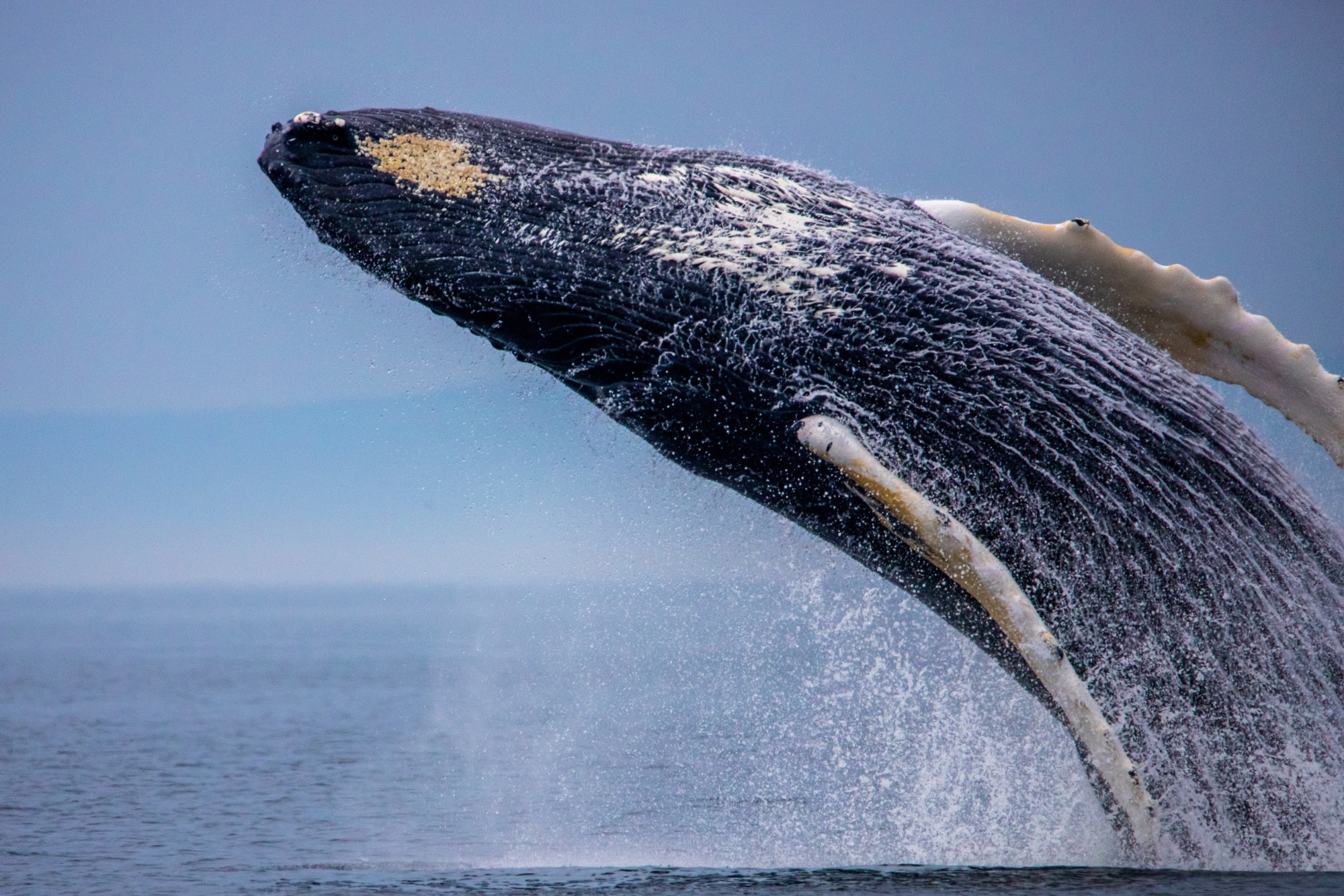 Whale Watching in Tadoussac – Complete Travel Guide and FAQ | Chasing ...