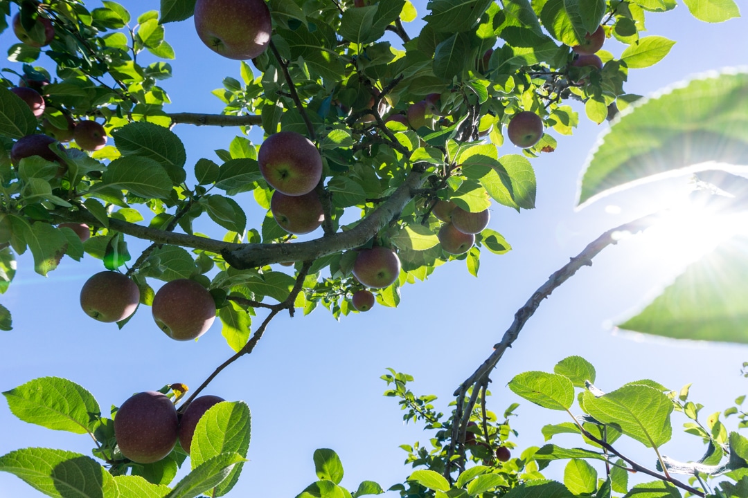 Apple Picking on the South Shore of Montreal : Practical Guide ...
