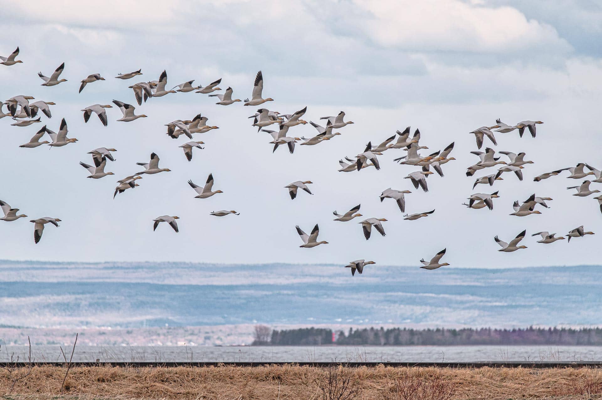 5 Best Places to See Wildlife in Quebec | Chasing Poutine