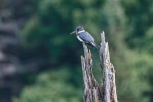 5 Best Places to See Wildlife in Quebec | Chasing Poutine