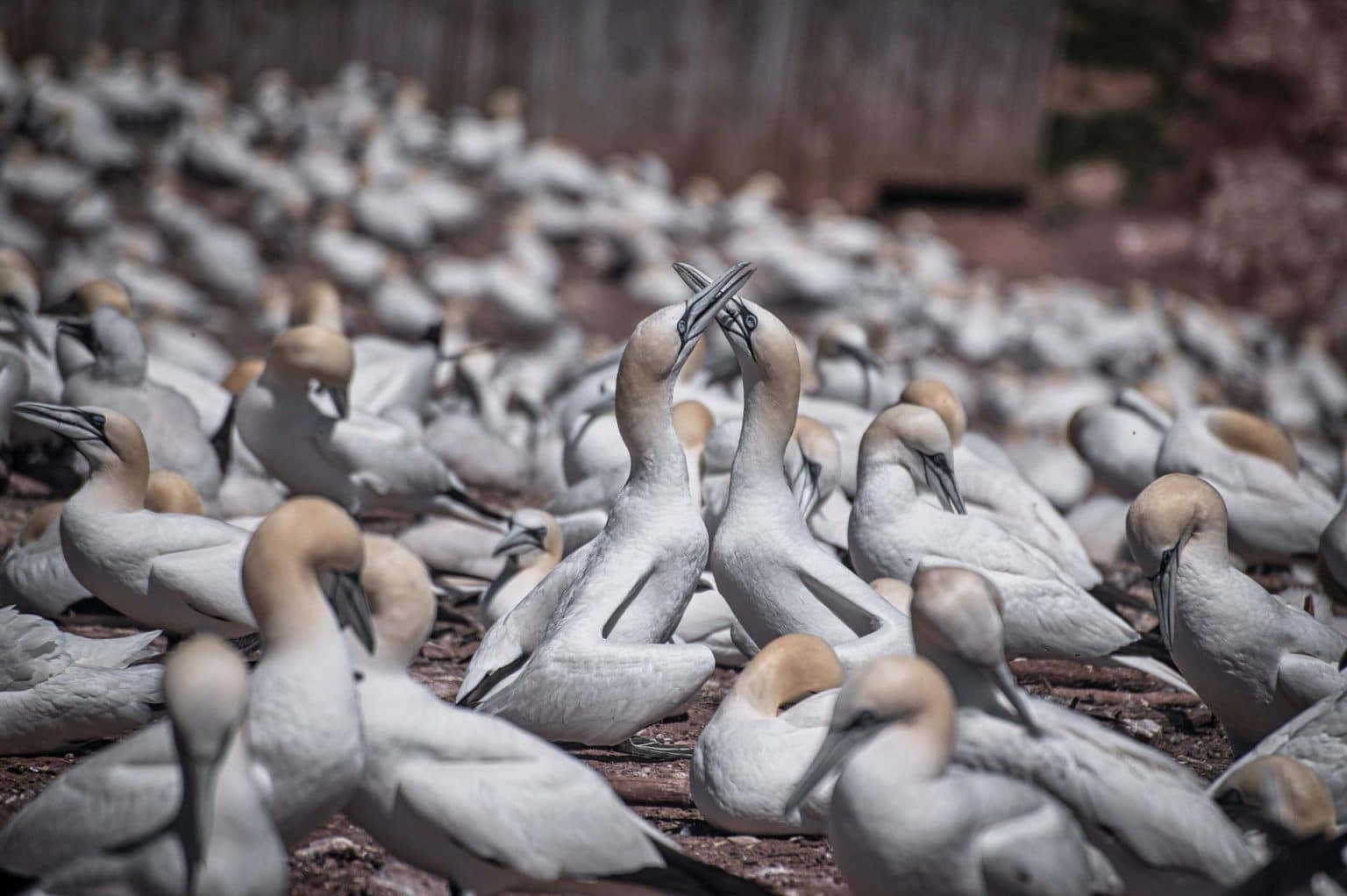 5 Best Places to See Wildlife in Quebec | Chasing Poutine