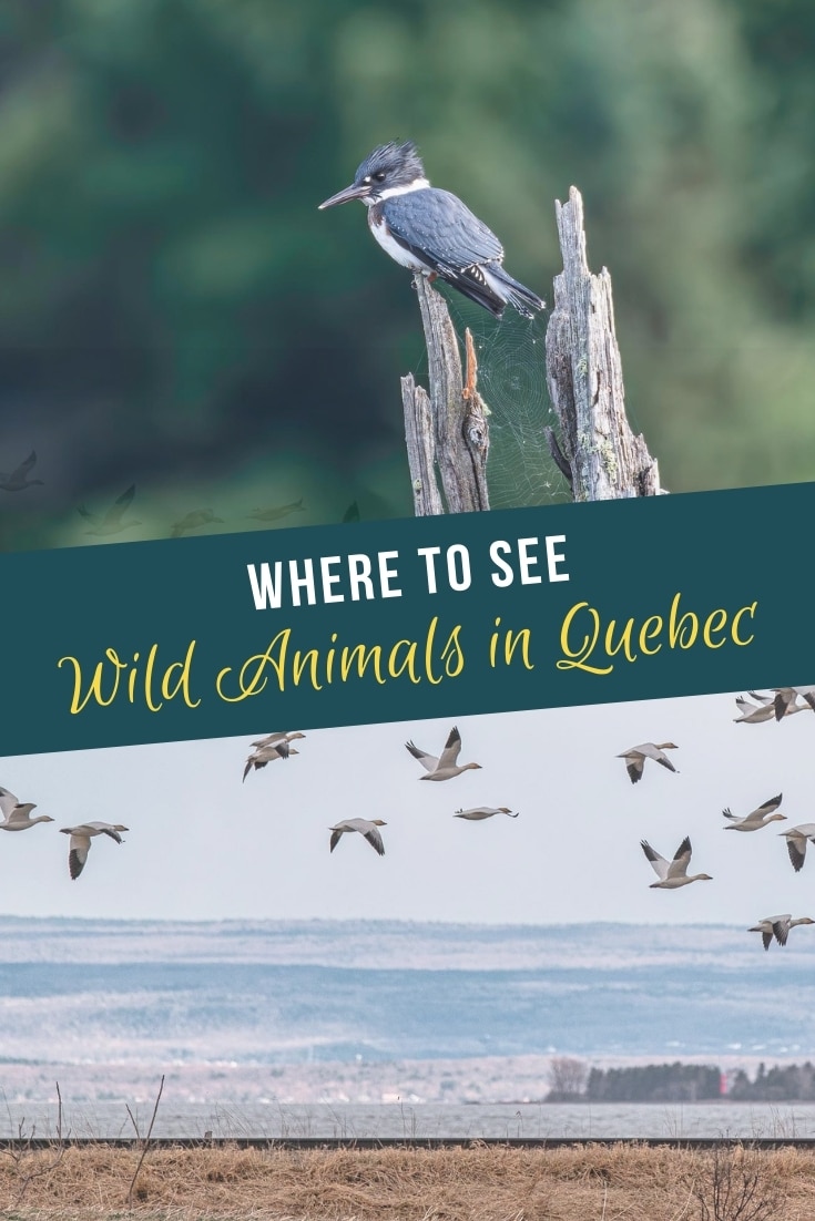 5 Best Places to See Wildlife in Quebec | Chasing Poutine