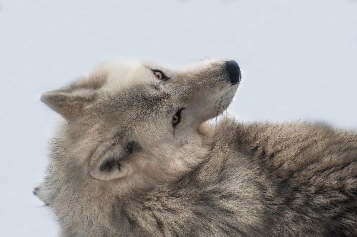 5 Best Places to See Wildlife in Quebec | Chasing Poutine